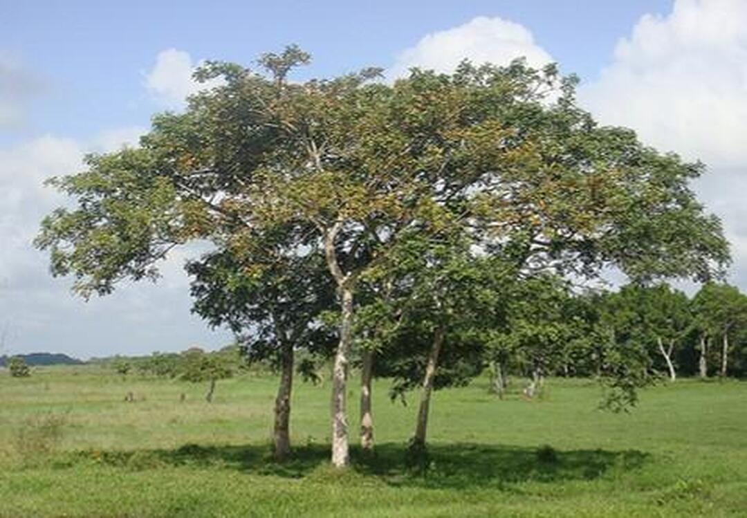 La historia del pueblo de Mecayapan | Náhuatl de Mecayapan y Tatahuicapan